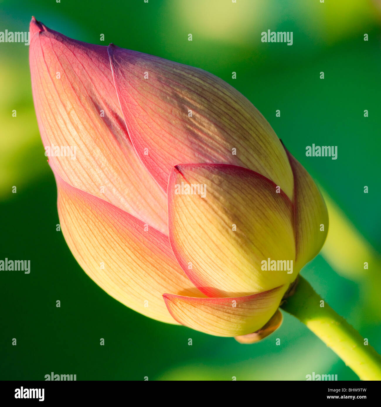 Nelumbo 'Mrs. Perry Slocum' a brilliant Pink Lotus Flower Stock Photo ...