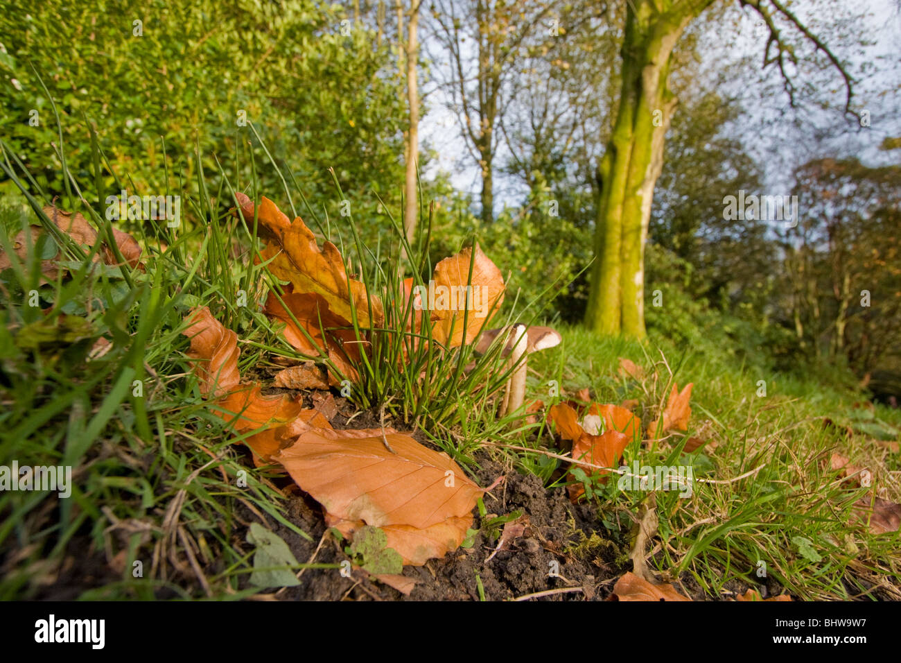 Stourhead park hi-res stock photography and images - Alamy
