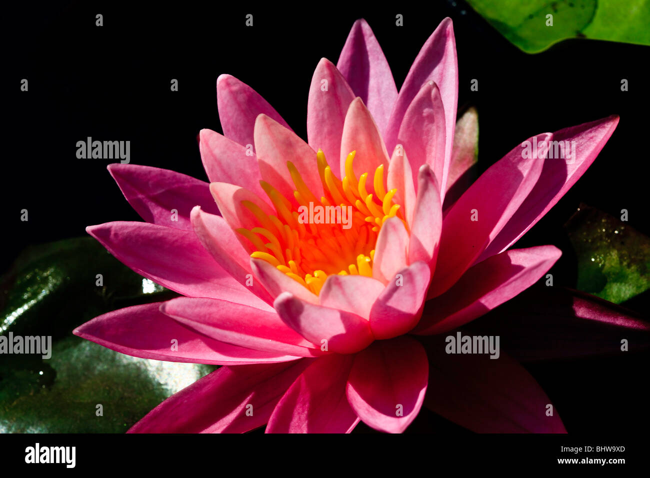 Nymphaea 'Sunny Pink', peach-pink water lily Stock Photo - Alamy