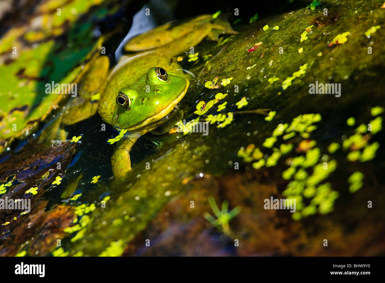 Frog rana clamitans hi-res stock photography and images - Alamy