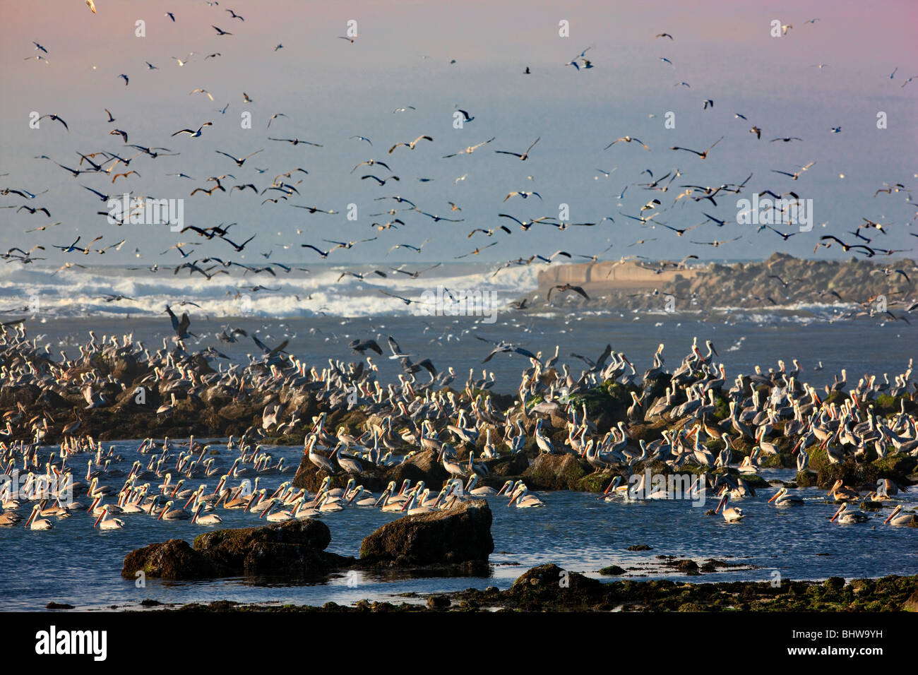Brown Pelicans (Pelecanus occidentalis). Mouth of Coquille River ...
