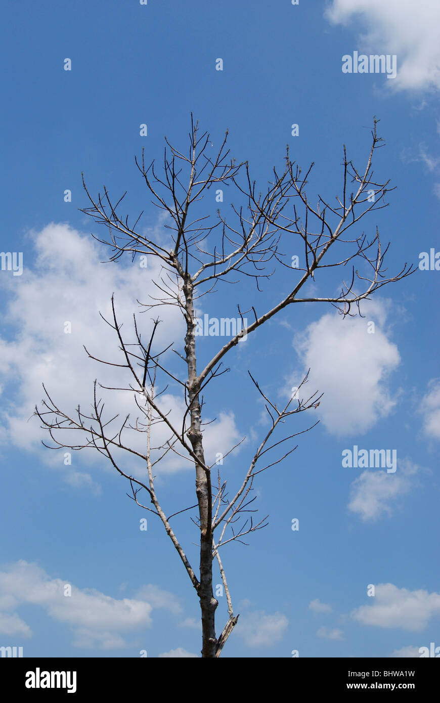 Leafless Tree in cloudy sky background.Scenic forest tree View from ...