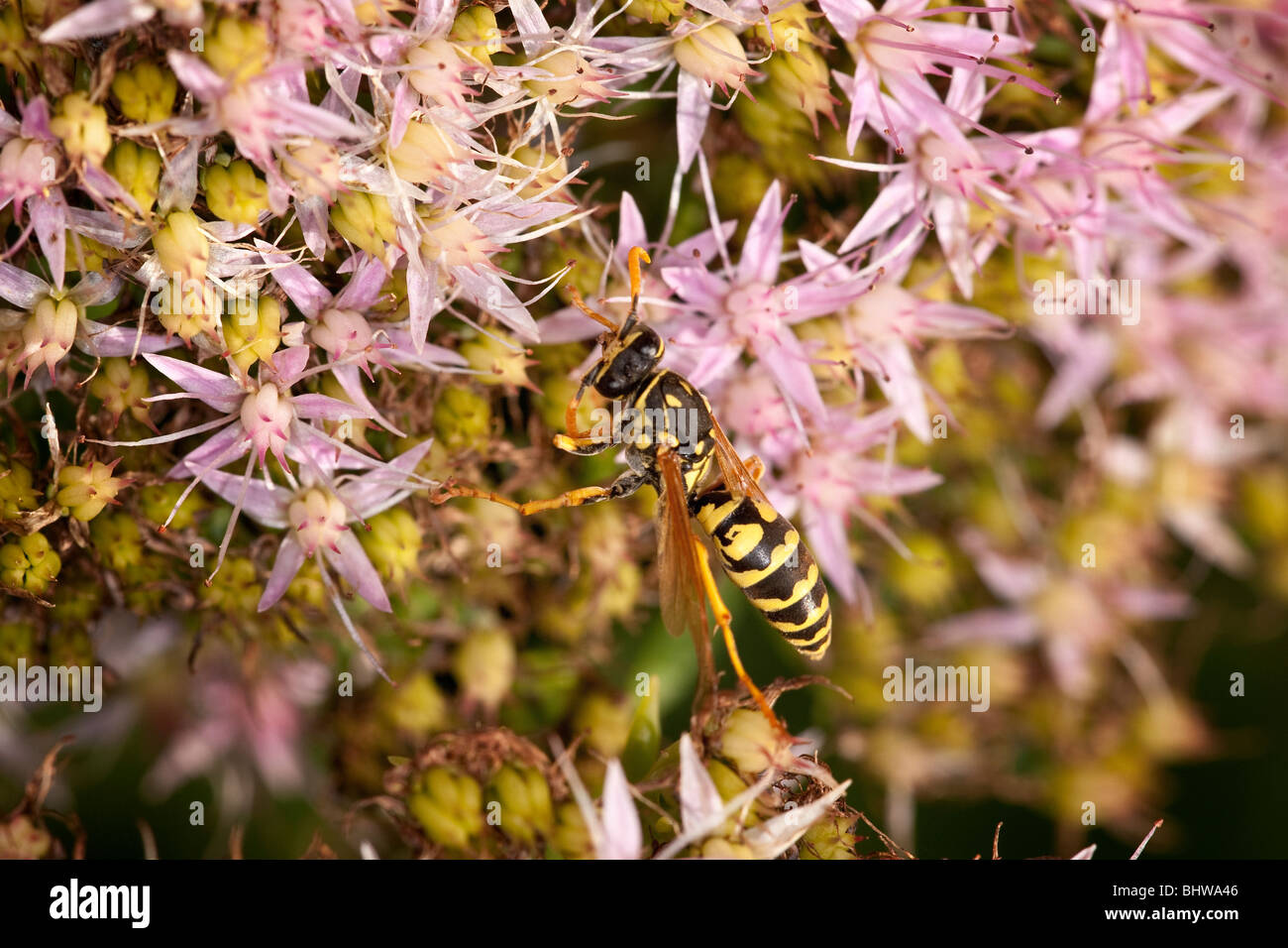 Yellow Jacket, Vespula spp., on Sedum flower Stock Photo - Alamy