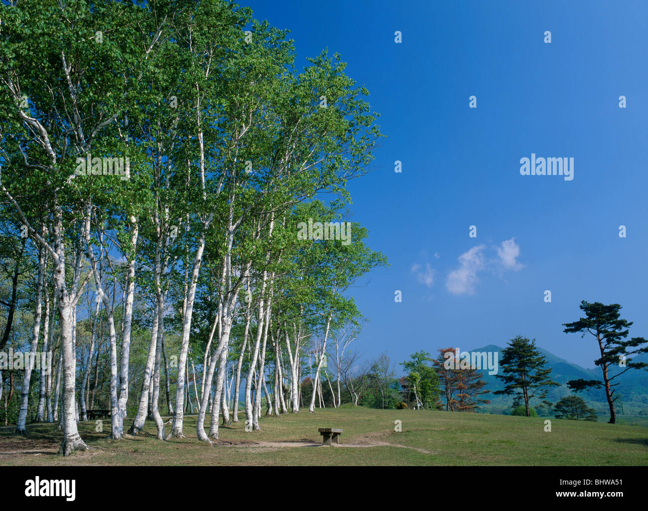 Shirakaba no oka hi-res stock photography and images - Alamy