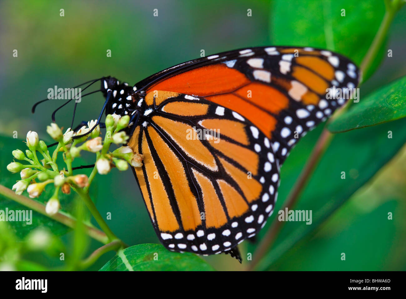 Pacific islands butterfly hi-res stock photography and images - Alamy