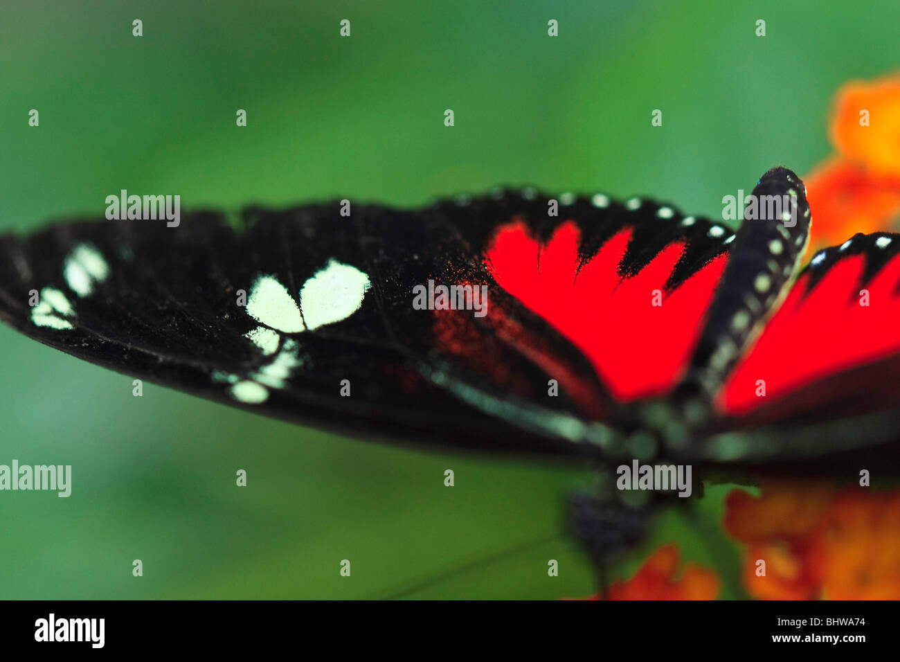 Doris Longwing - red form Butterfly, Heliconius doris Stock Photo - Alamy