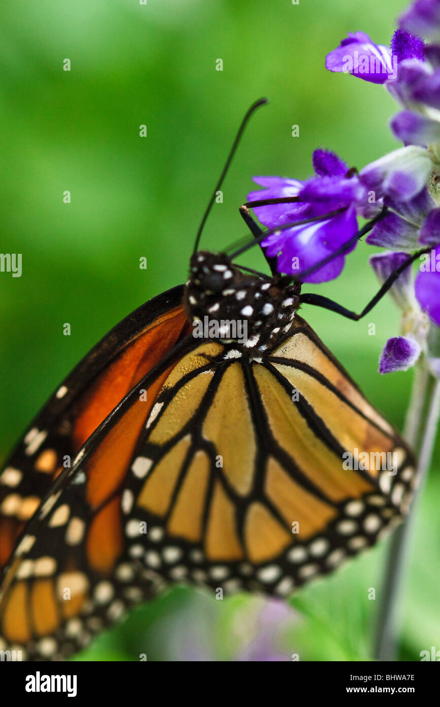 Pacific islands butterfly hi-res stock photography and images - Alamy