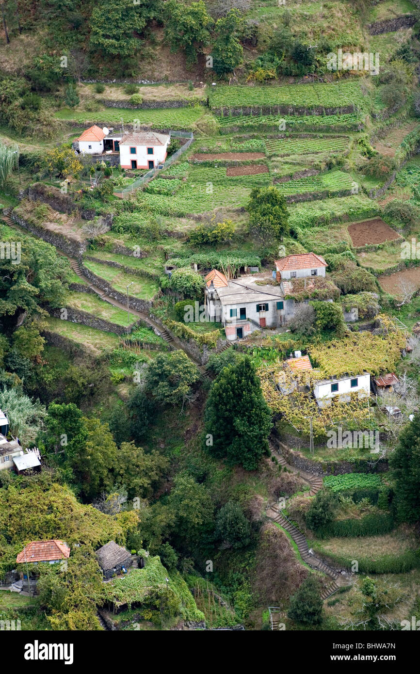 Farm terraces on Madeira Stock Photo - Alamy