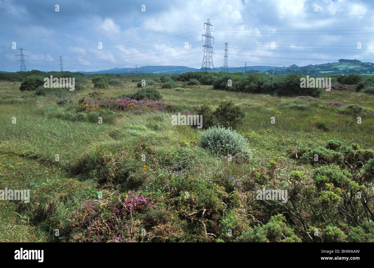 Goss Moor National Nature Reserve Cornwall England Stock Photo - Alamy