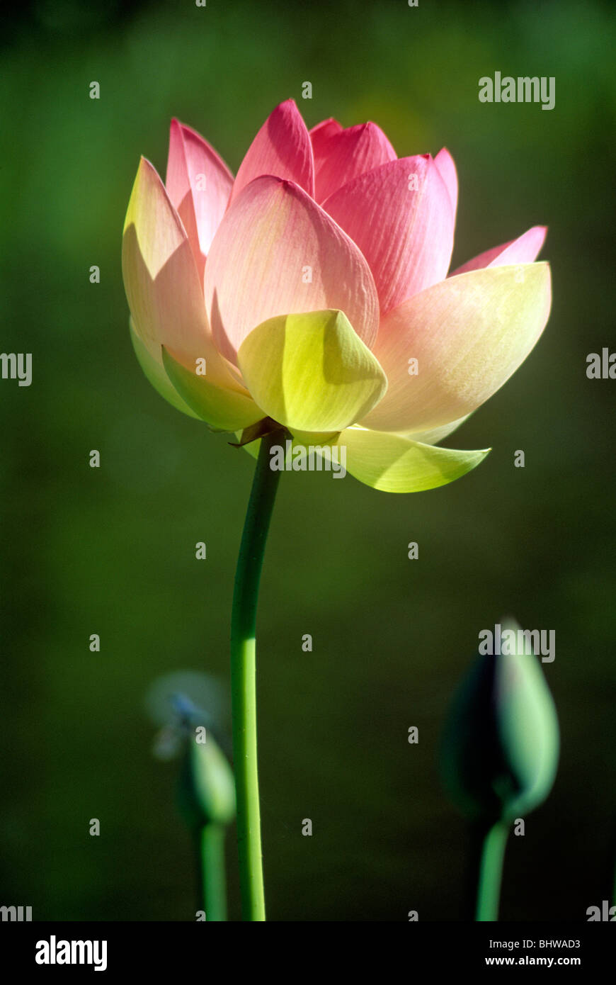 Pink Lotus Flower Green