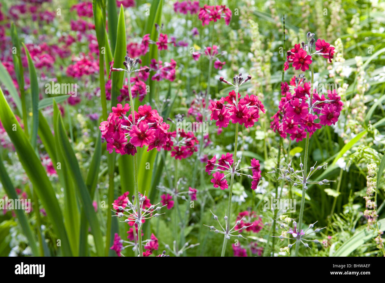 Red campion flowers Stock Photo - Alamy