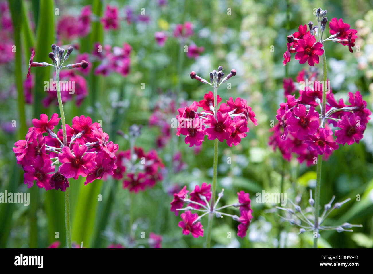 Red campion flowers Stock Photo - Alamy