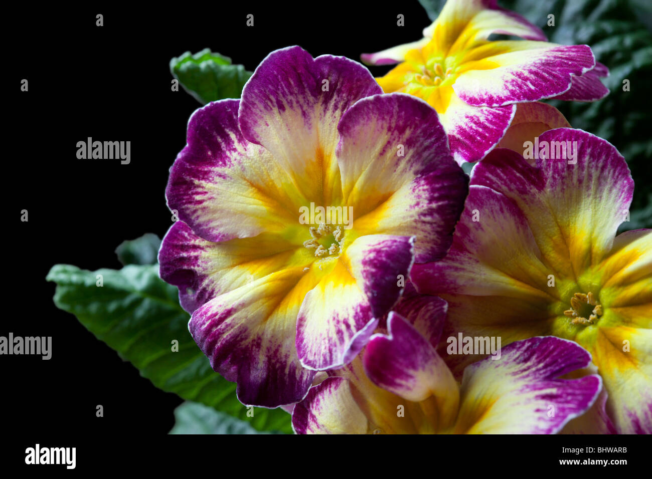 Primrose primula vulgaris cut out hi-res stock photography and images ...