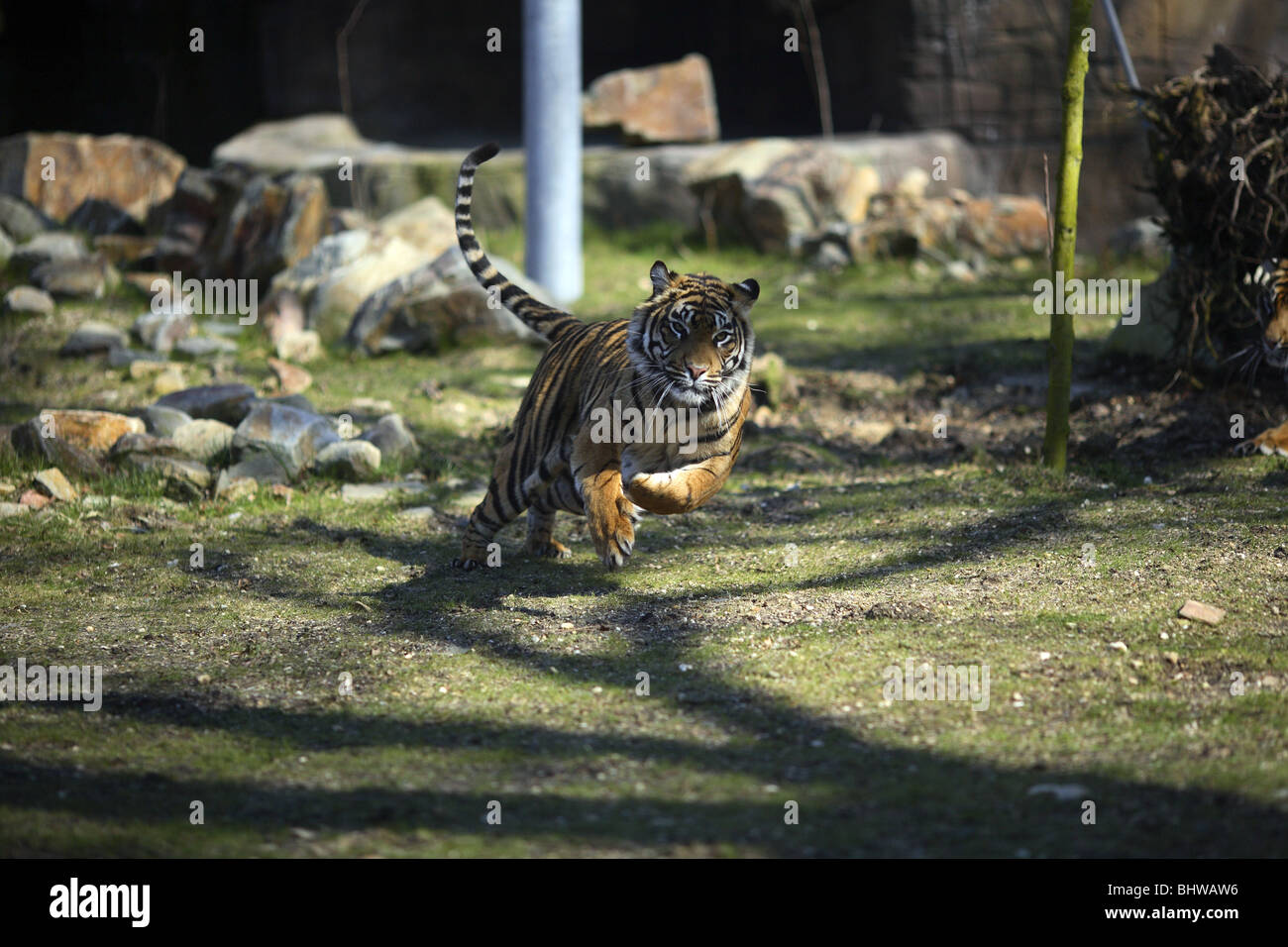 Tiger Running Stock Photos & Tiger Running Stock Images - Alamy