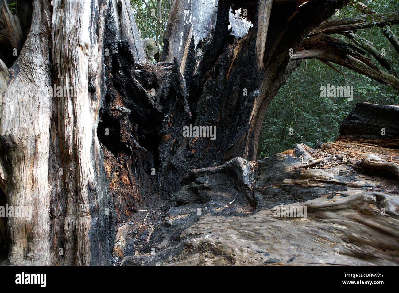 Lightning strike tree hi-res stock photography and images - Alamy
