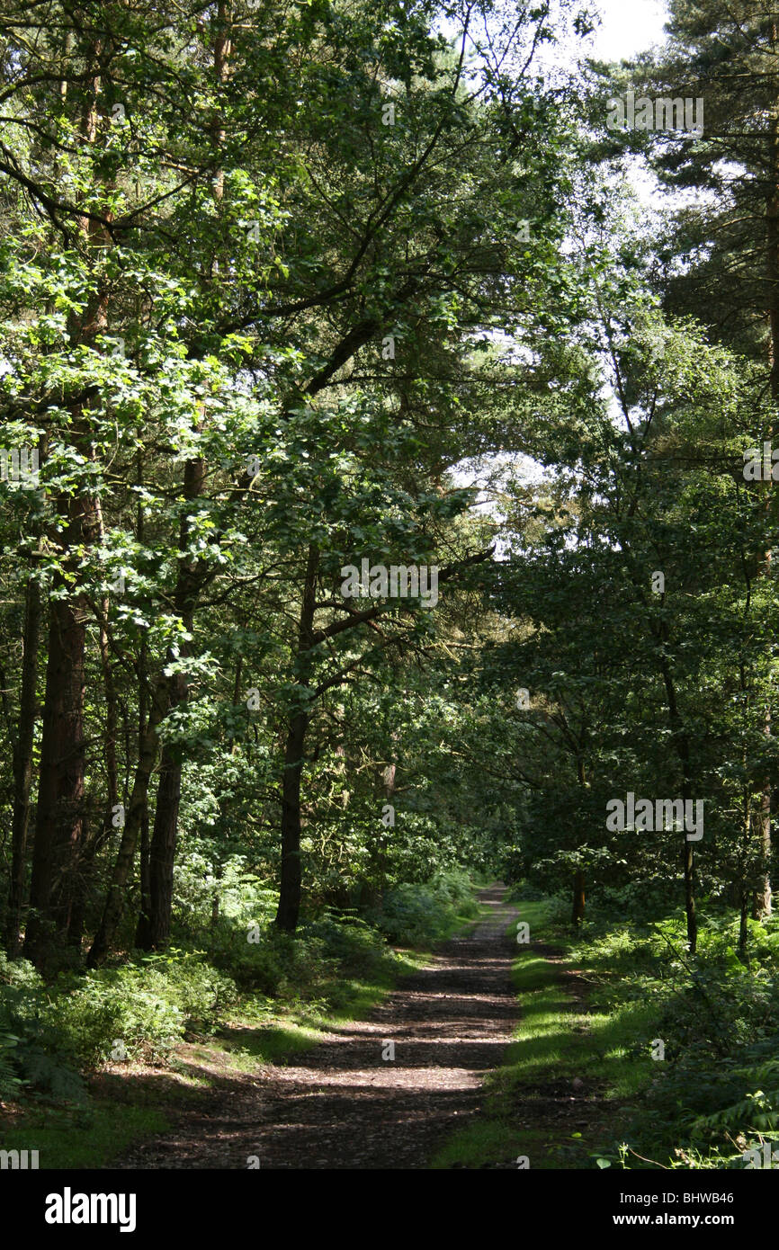 Cannock wood hi-res stock photography and images - Alamy