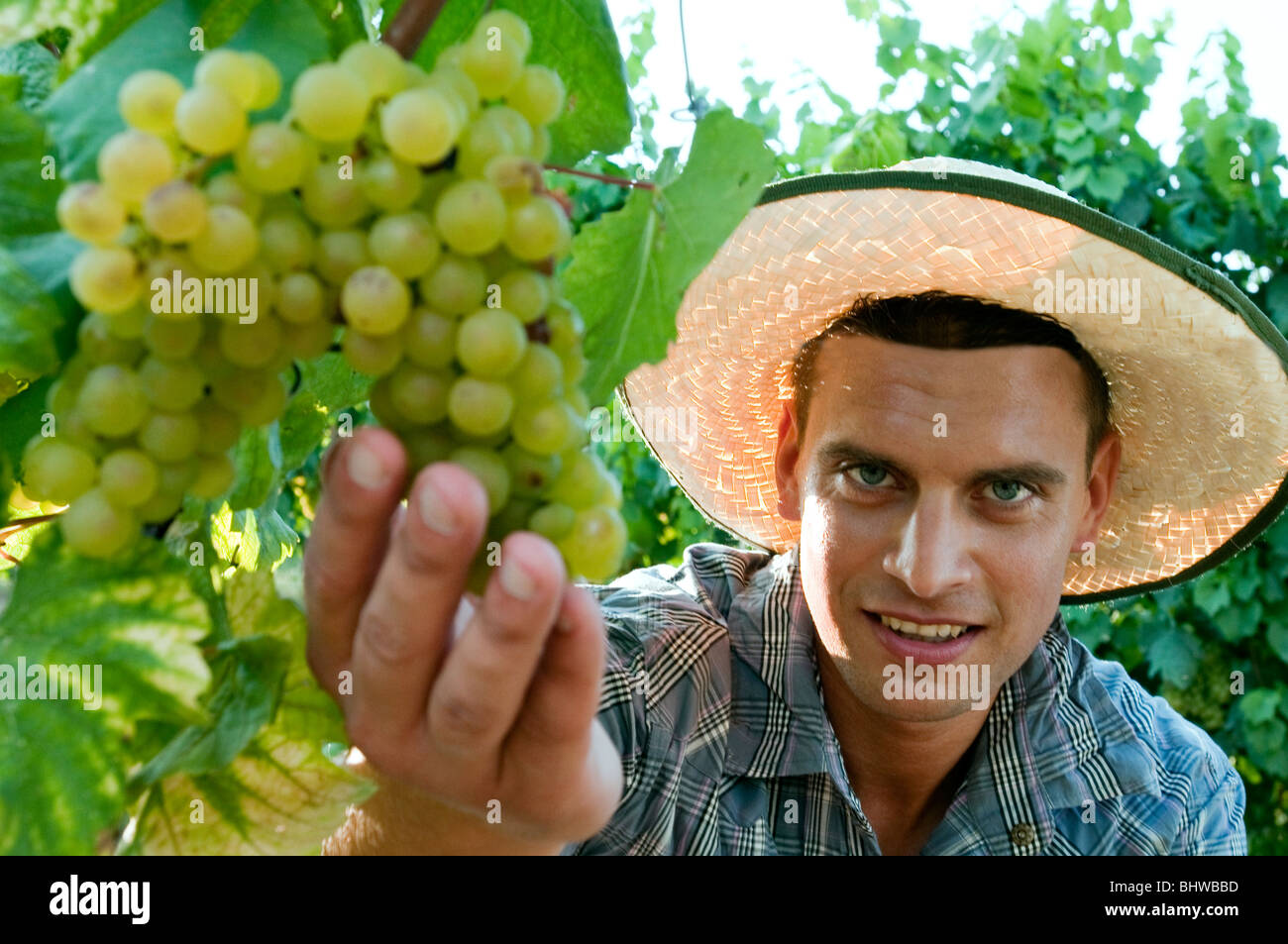 Young man in vineyard holding white grapes Stock Photo - Alamy