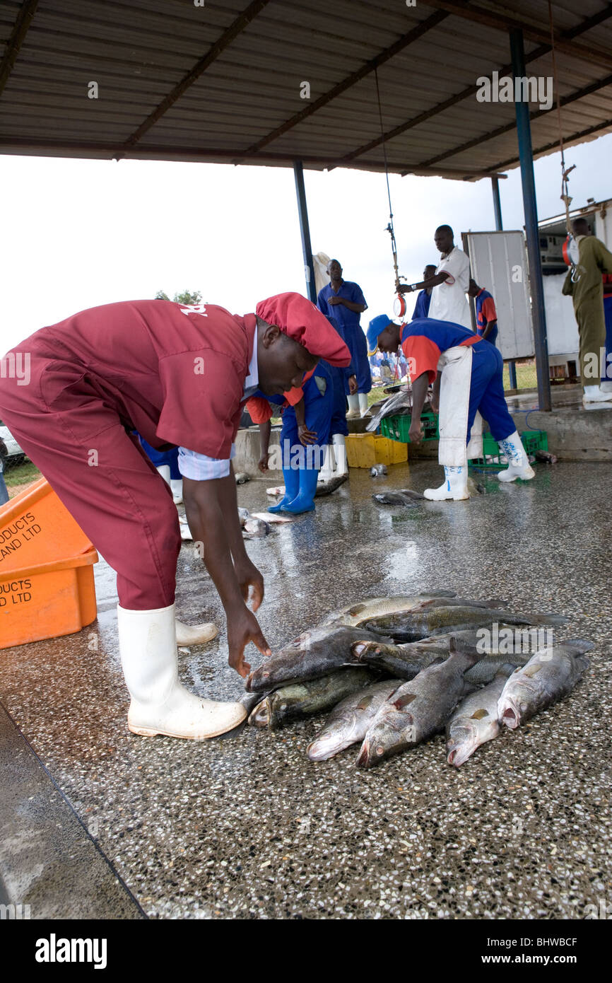 Fishmonger preparing fish for weighing at a fish market near Kampala ...