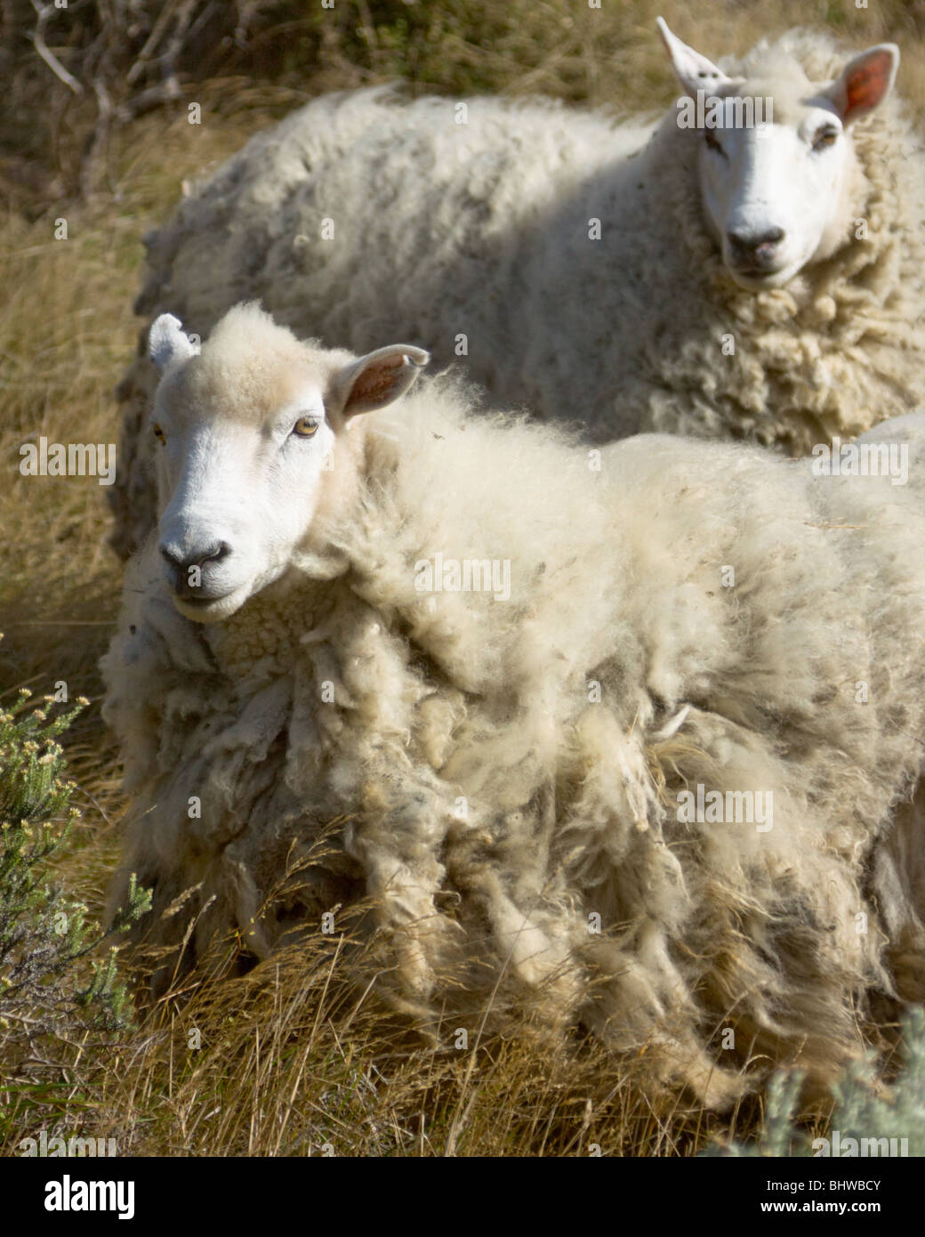 Woolly sheep hi-res stock photography and images - Alamy