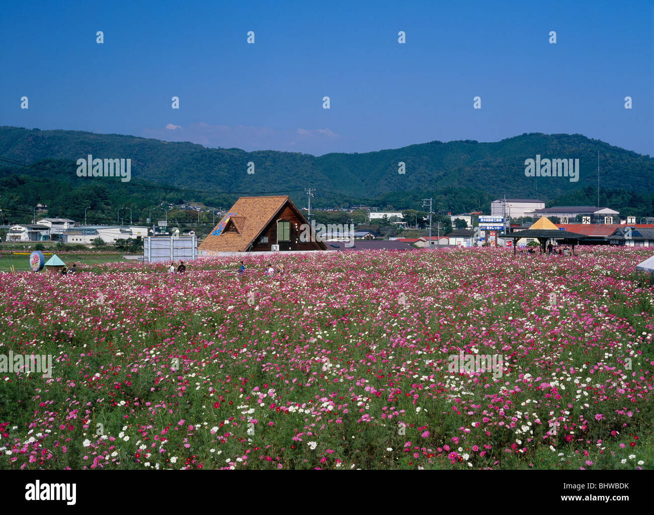 Cosmos Village, Maniwa, Okayama, Japan Stock Photo - Alamy
