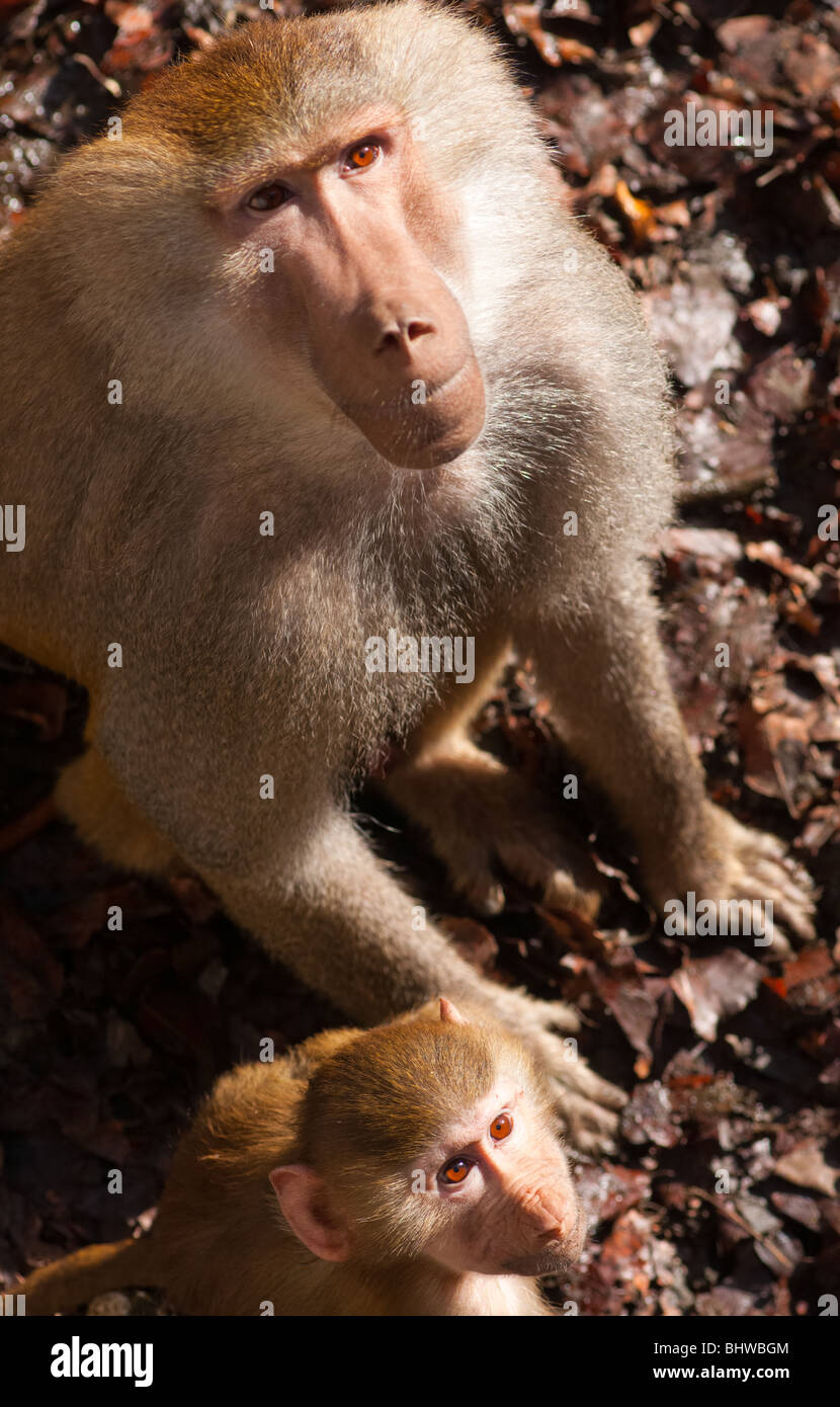 Big eyed monkey hi-res stock photography and images - Alamy