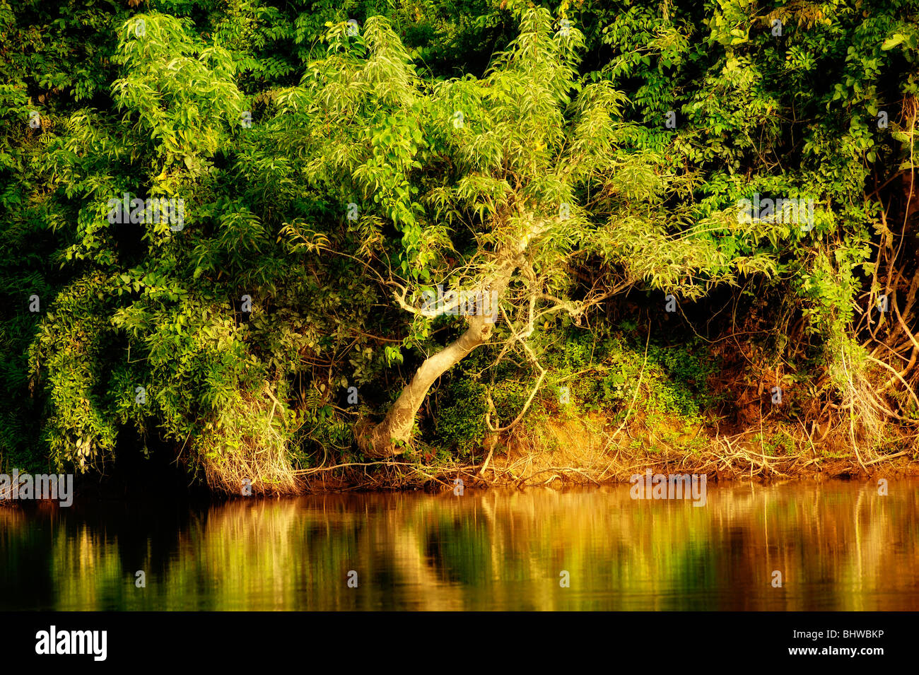 Tropical forest, Laos Stock Photo - Alamy
