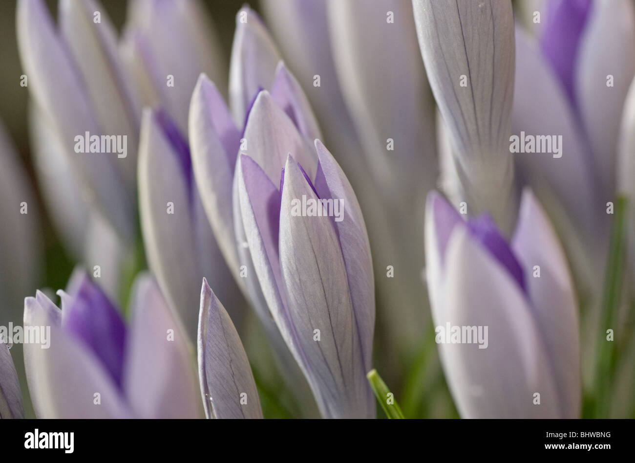 Pale lilac crocus just coming into bloom Stock Photo - Alamy