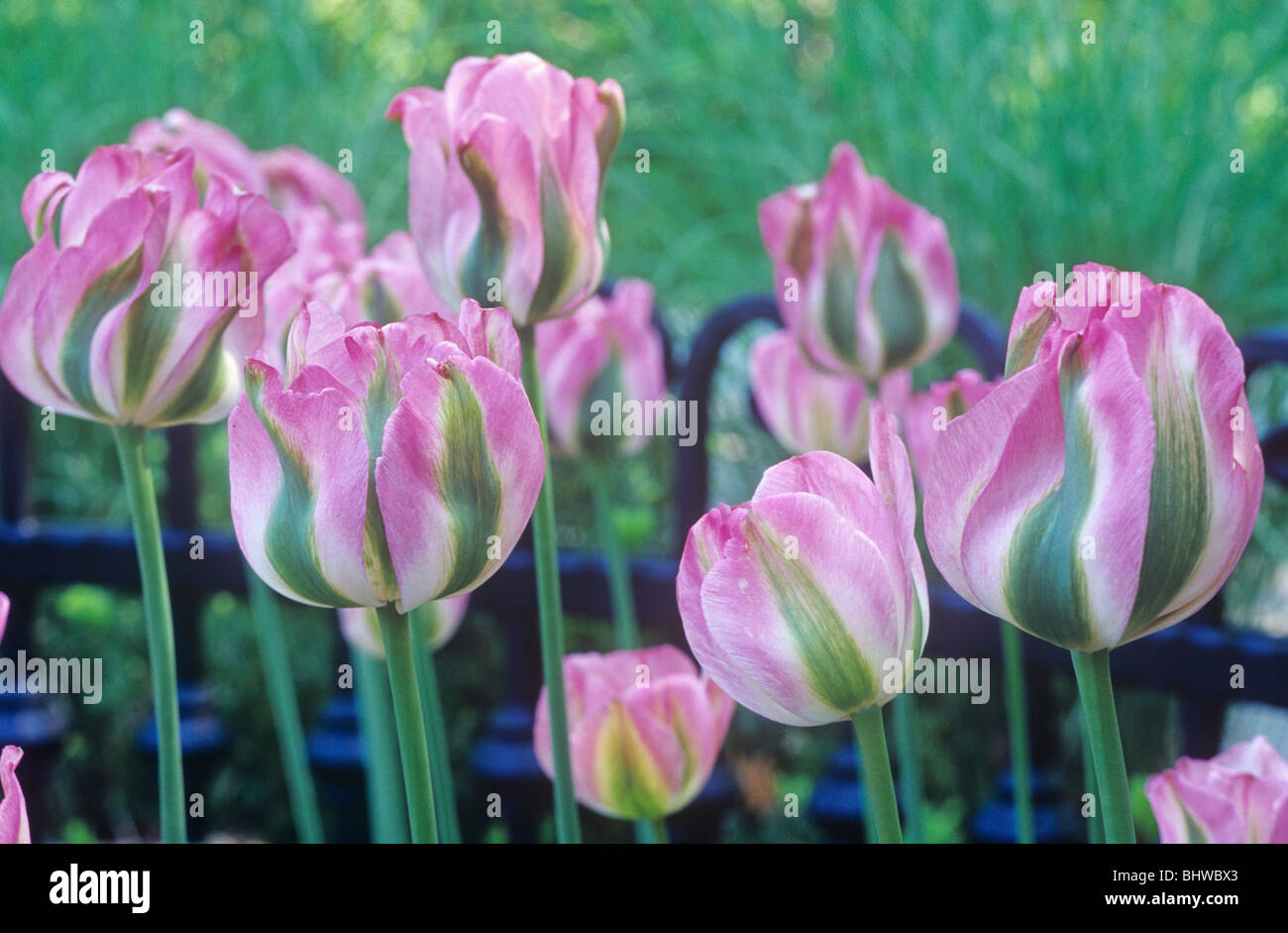 Tulips Lauritzen Gardens Omaha's botanical center Nebraska Stock Photo ...