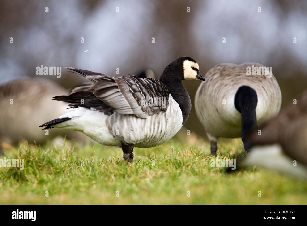 Barnacle geese hi-res stock photography and images - Alamy
