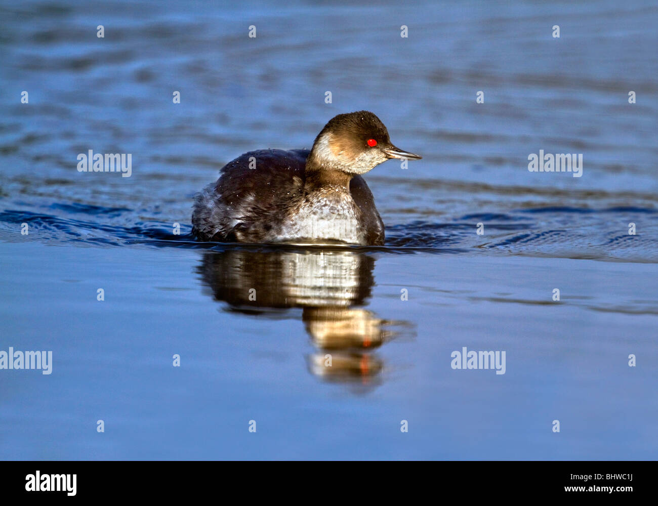 Black necked grebe; Podiceps nigricollis; winter plumage; Cornwall ...