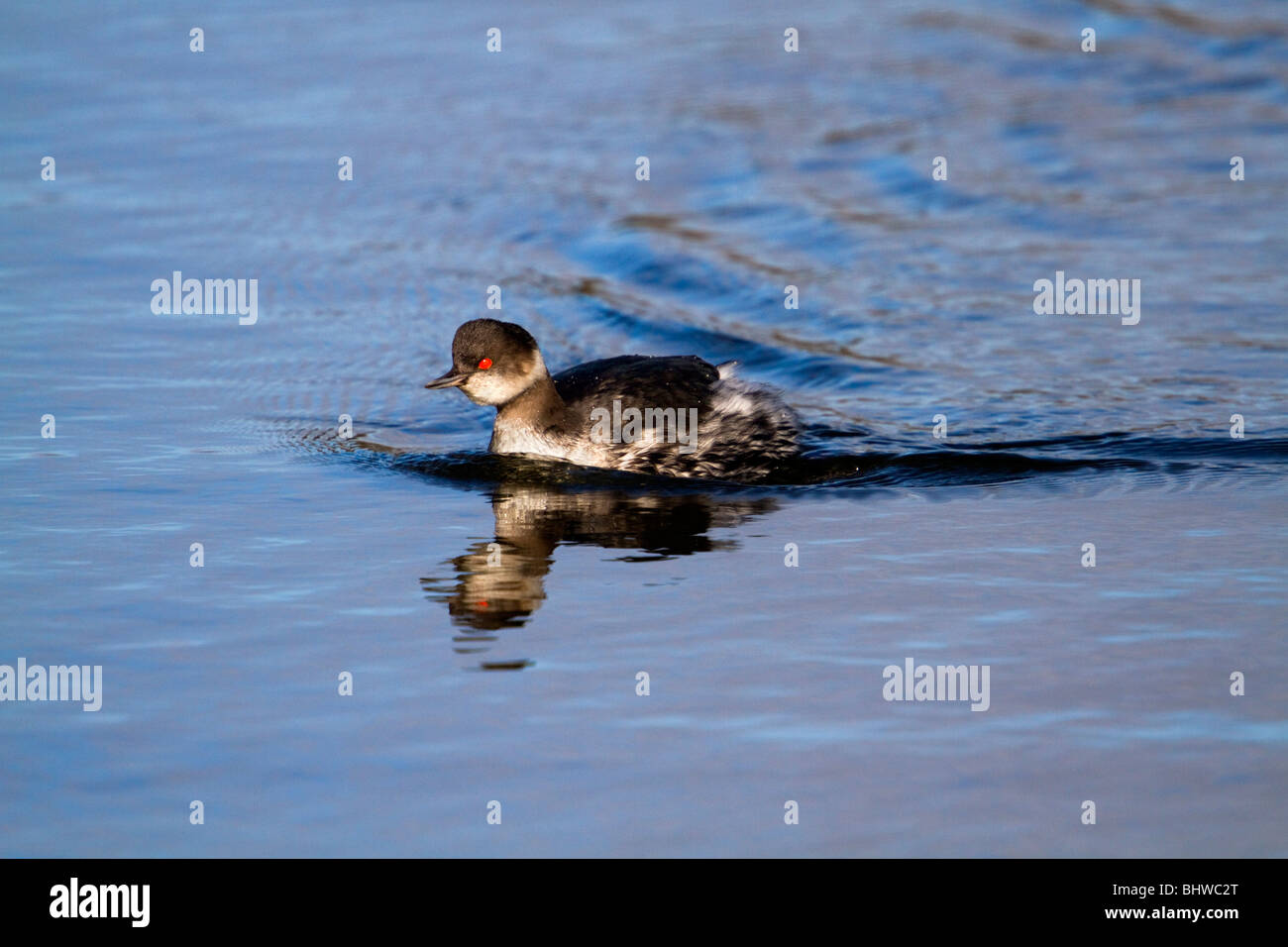 Black necked grebe; Podiceps nigricollis; winter plumage; Cornwall ...