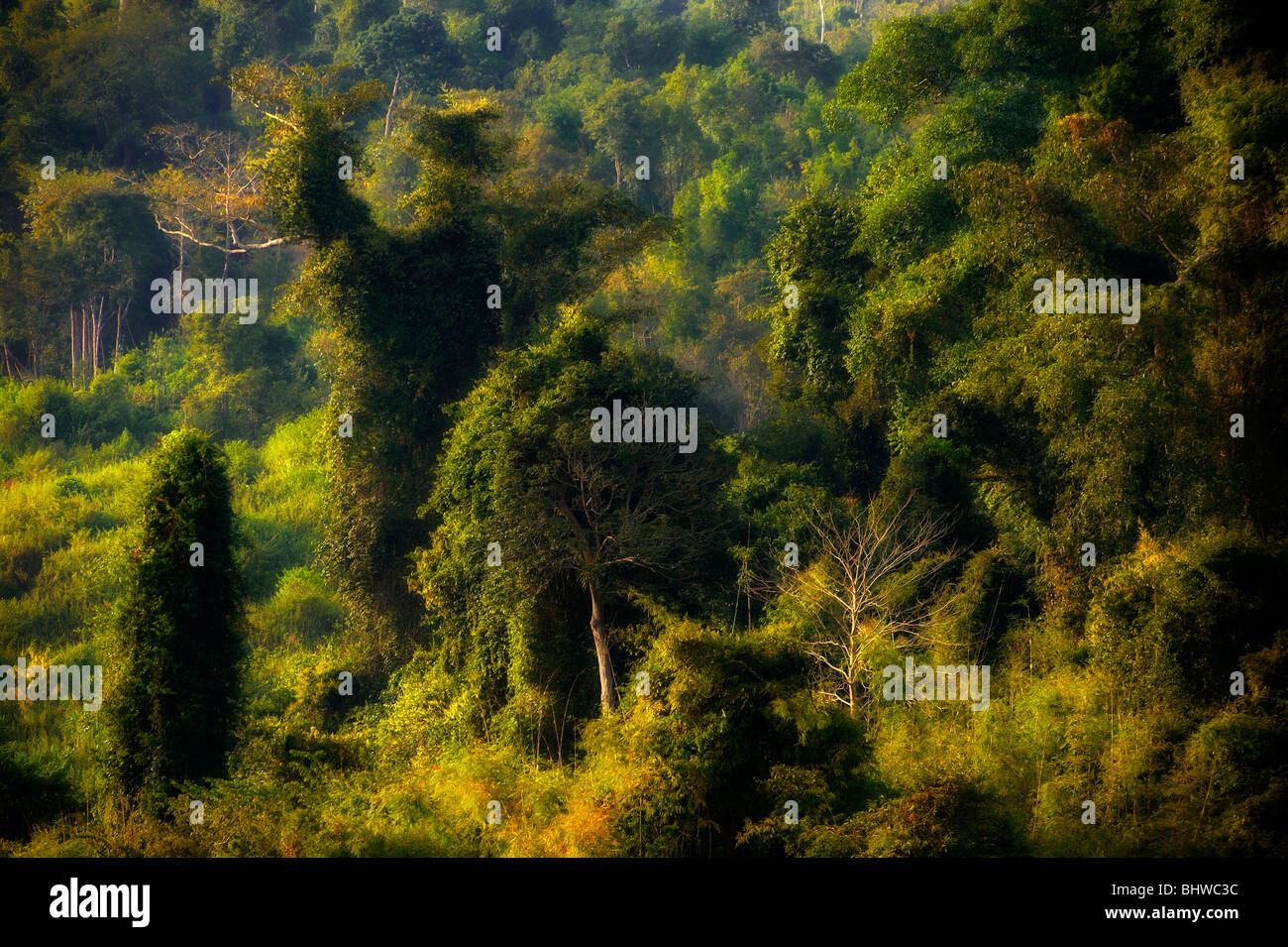 Tropical forest, Laos Stock Photo - Alamy