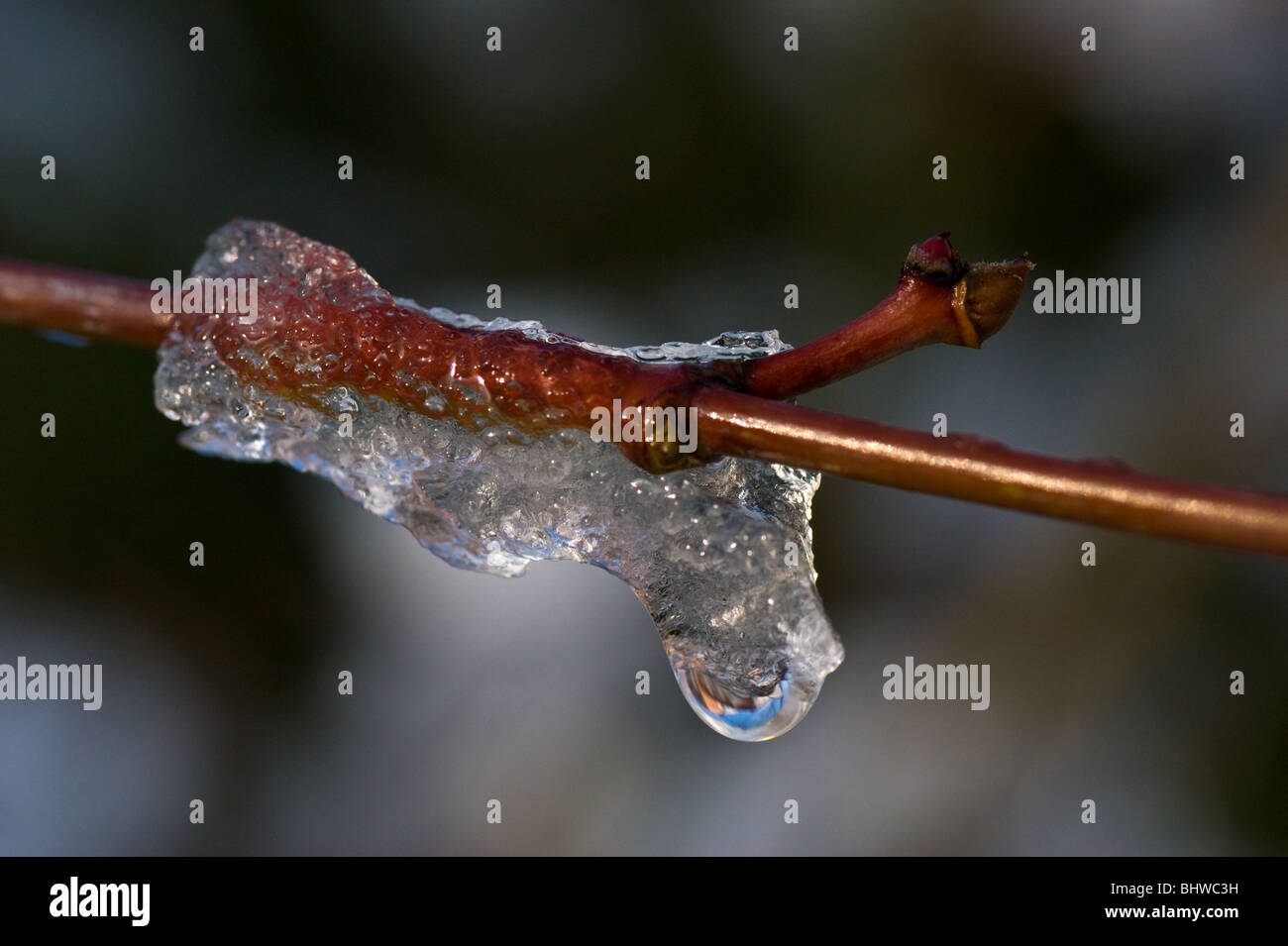 Ice water droplet hi-res stock photography and images - Alamy