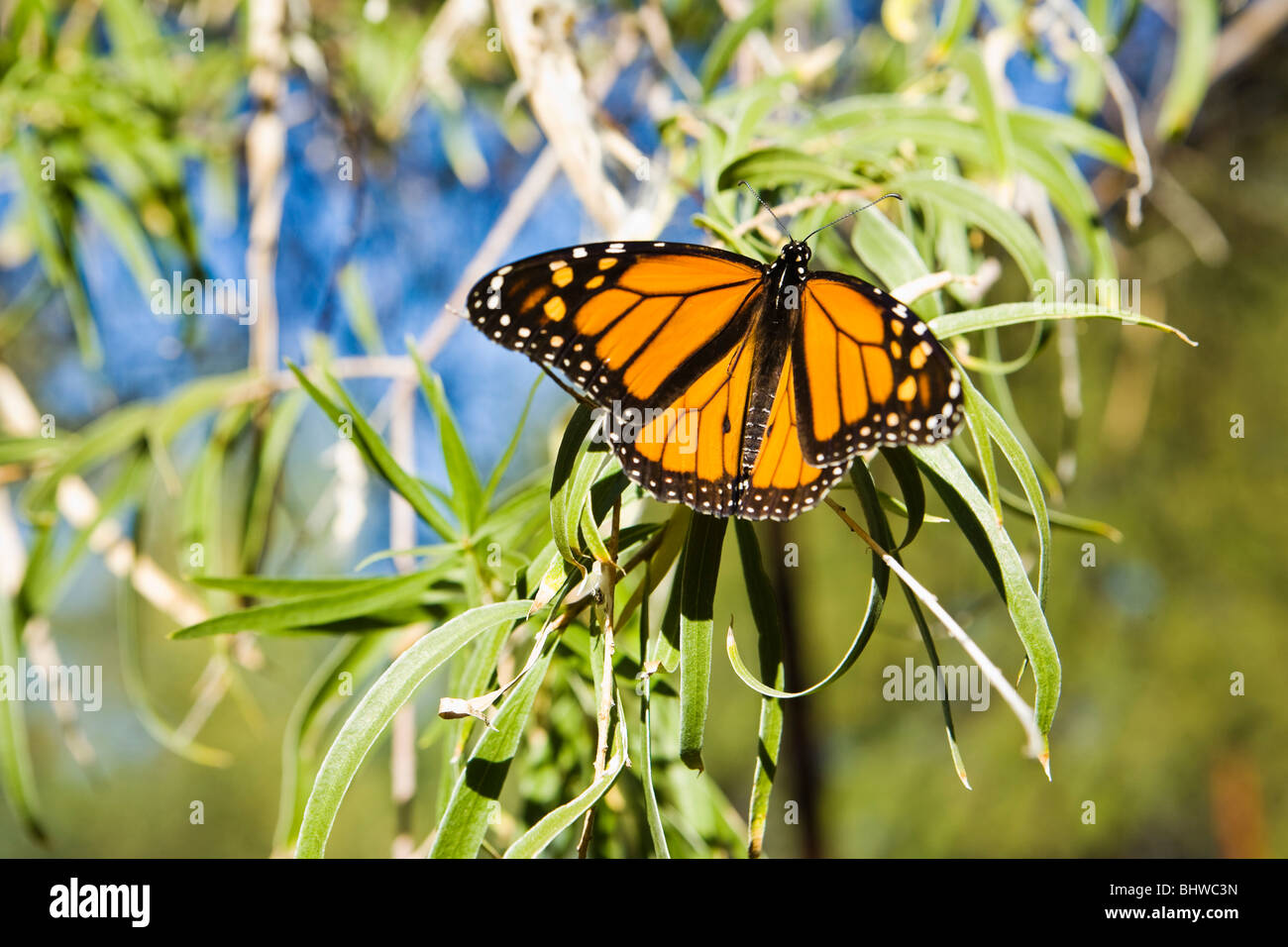 Butterfly monarch insect hi-res stock photography and images - Alamy