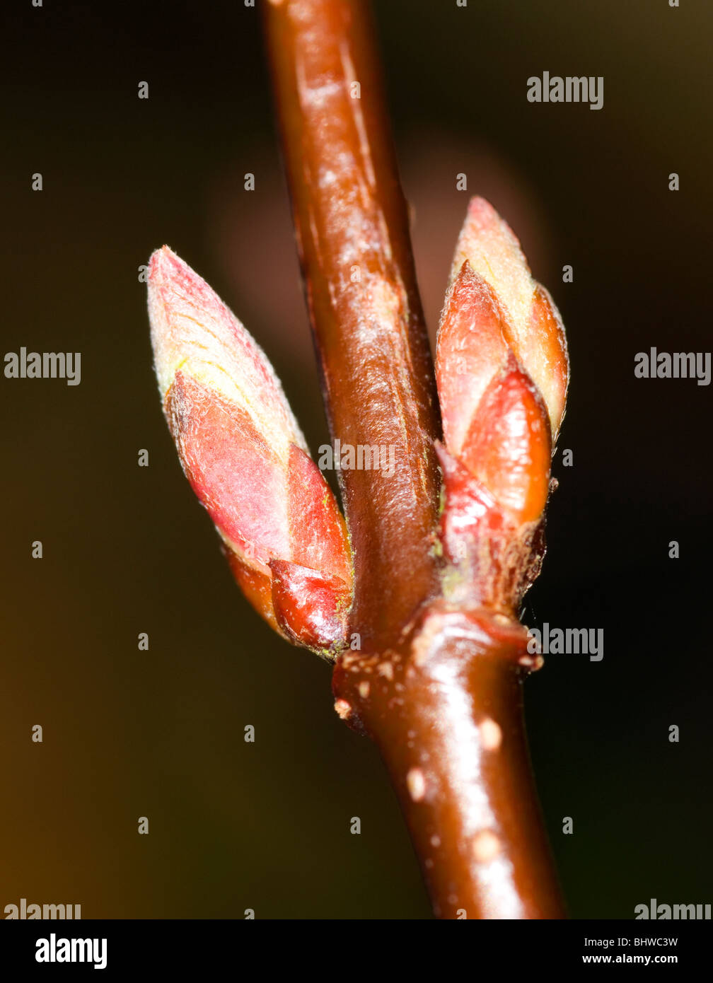 The first buds of spring Stock Photo - Alamy
