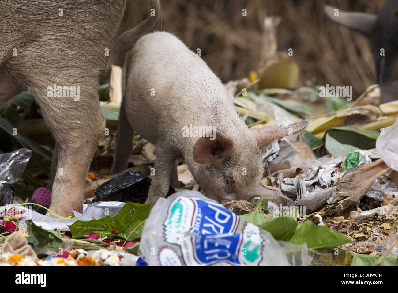 Pigs eating refuse in puttaparthi India Stock Photo - Alamy