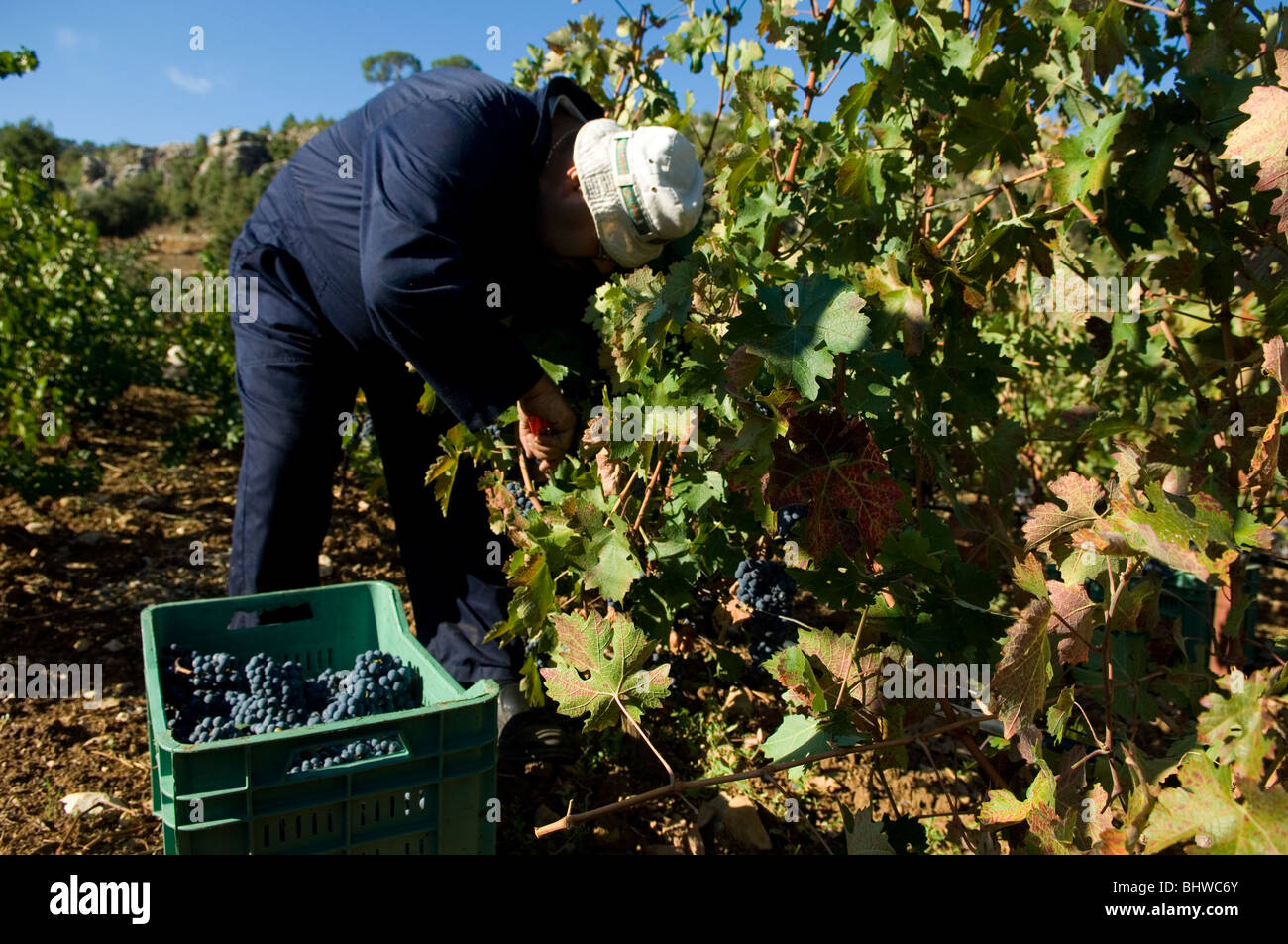 Lebanese farmers hi-res stock photography and images - Alamy