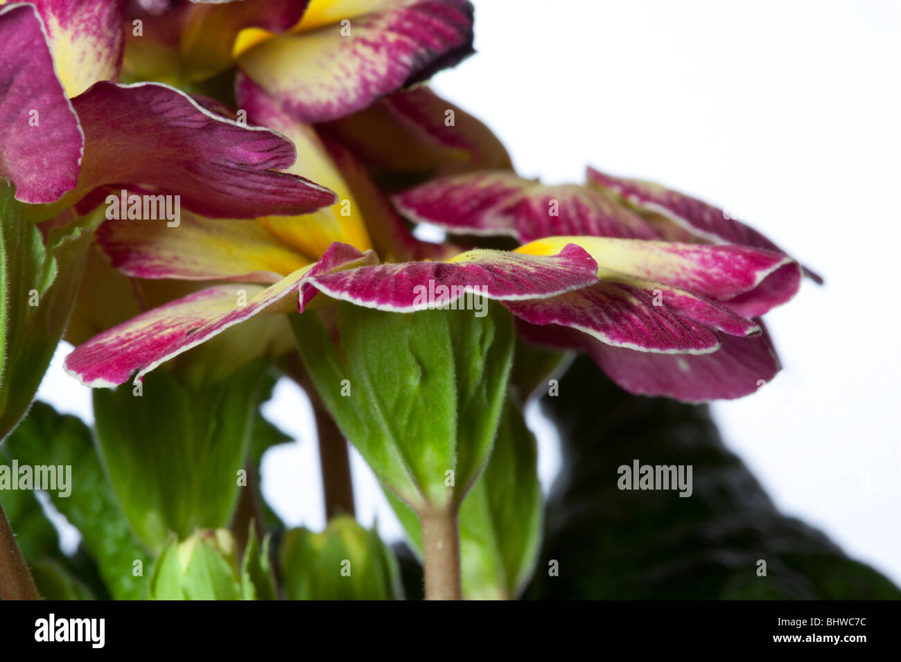 Primrose primula vulgaris cut out hi-res stock photography and images ...