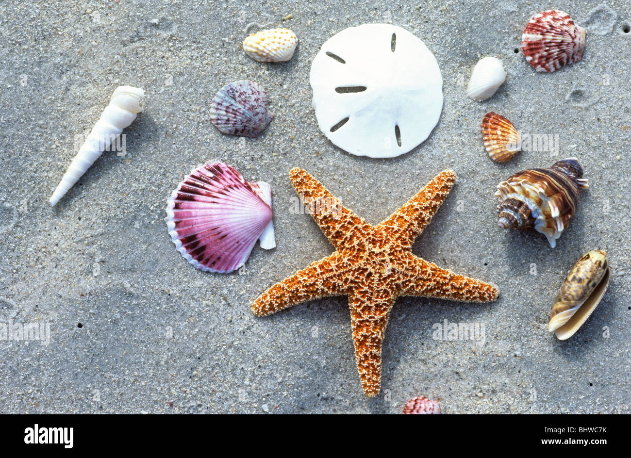 Starfish and fl hi-res stock photography and images - Alamy