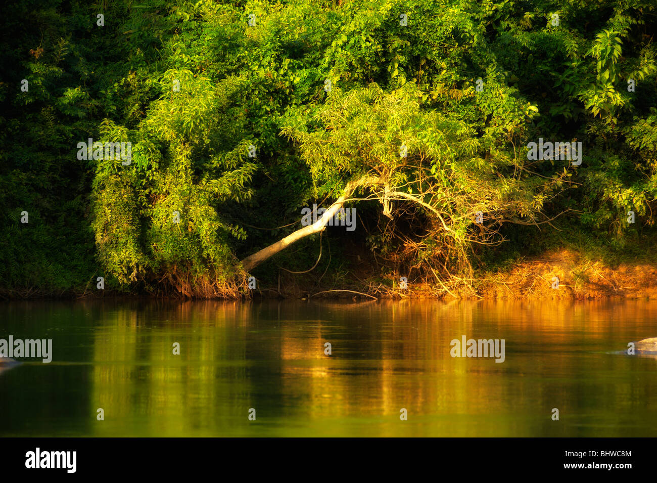 Tropical forest, Laos Stock Photo - Alamy