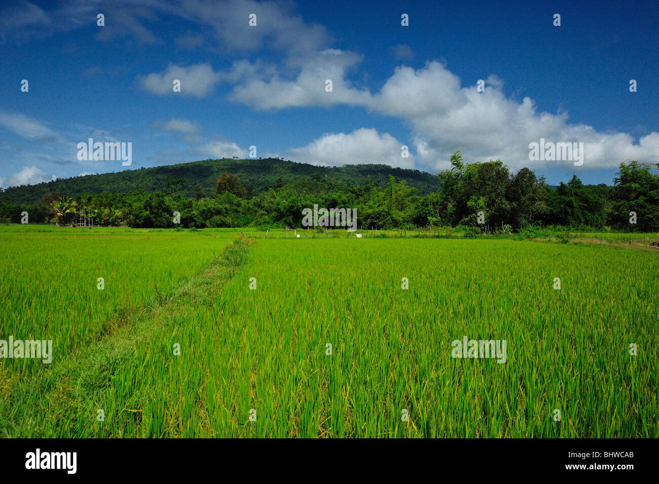 Paddy plant plot soil hi-res stock photography and images - Alamy