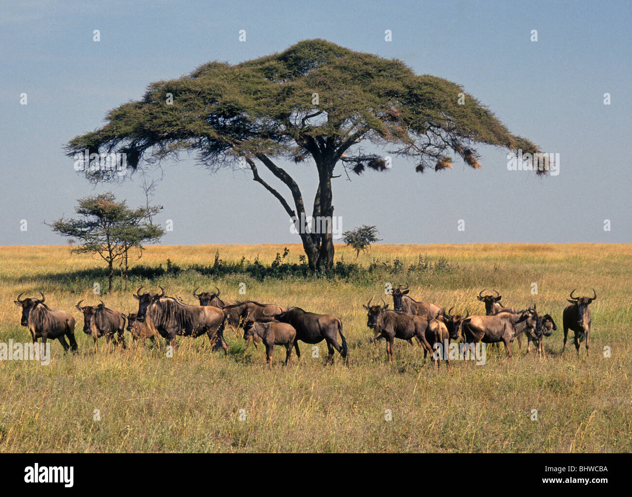 A small herd of blue wildebeest graze under a giant acacia tree on the ...