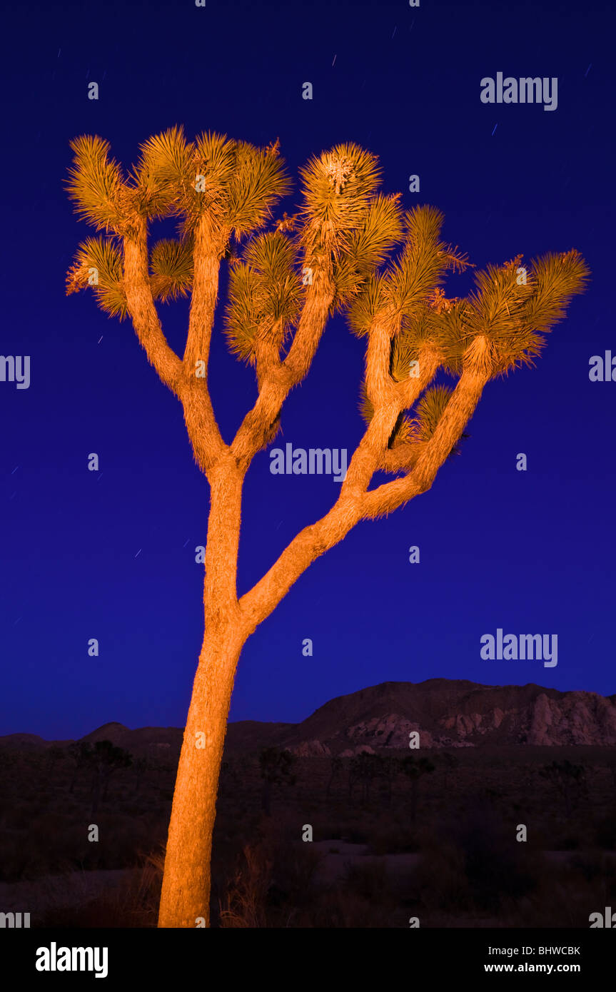 Night sky with tree hi-res stock photography and images - Alamy