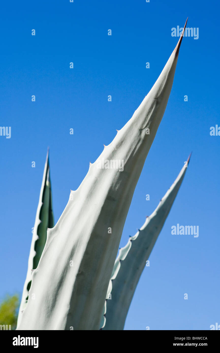 Agave hi-res stock photography and images - Alamy