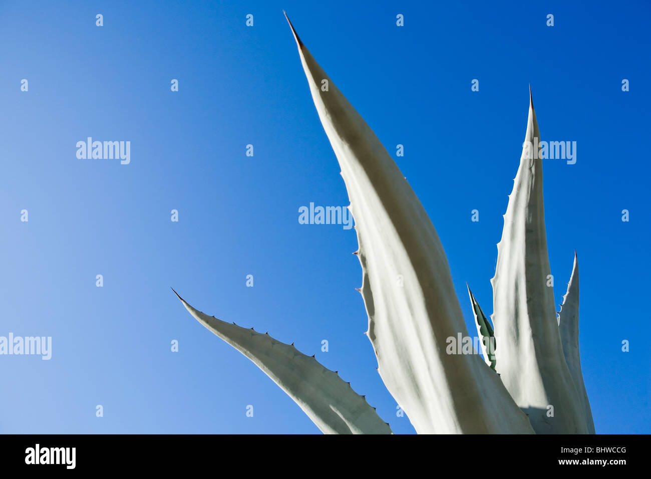 An Agave plant and blue sky Stock Photo - Alamy