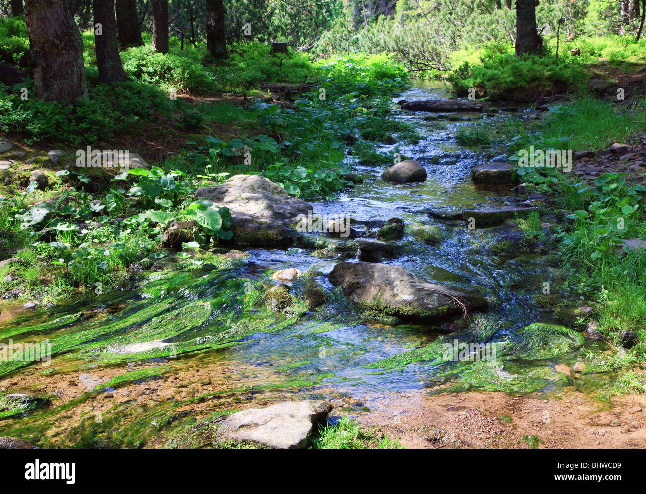 Summer stream with stones and algae in forest Stock Photo - Alamy