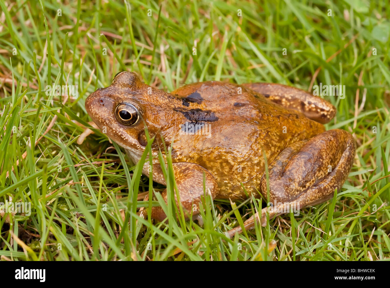 Common frog, Rana temporaria, in a garden in Bedfordshire, England ...