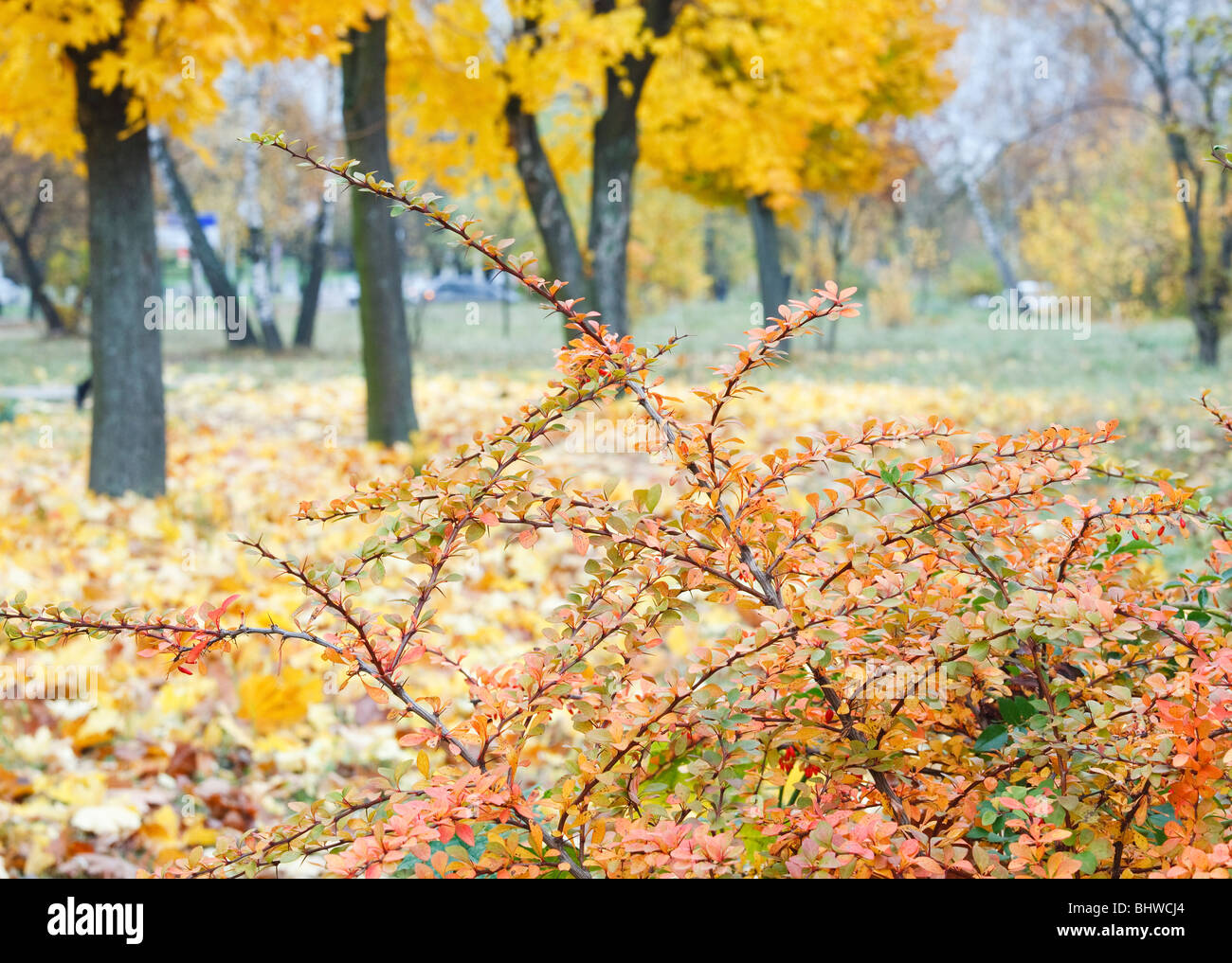 Golden autumn city park (with big yellow maple tree on front Stock ...