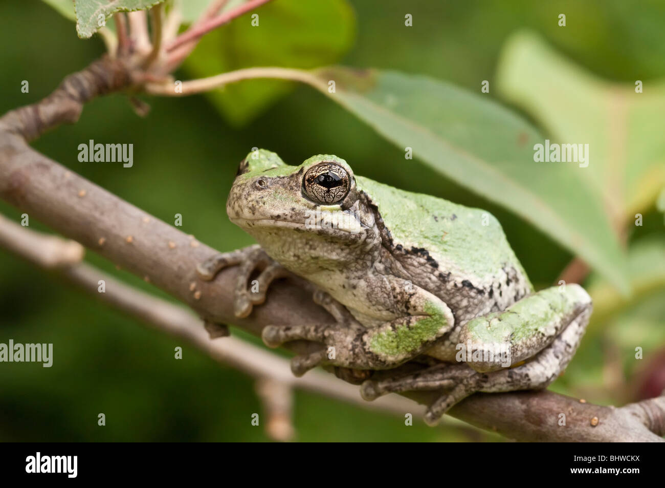Grey tree frog hi-res stock photography and images - Alamy