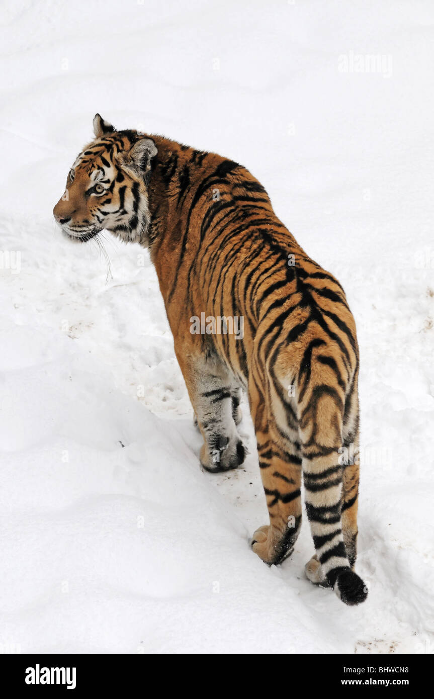 Tiger standing hi-res stock photography and images - Alamy